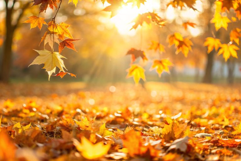 How to Fall Prep Your Garden | Yoderbilt Greenhouses